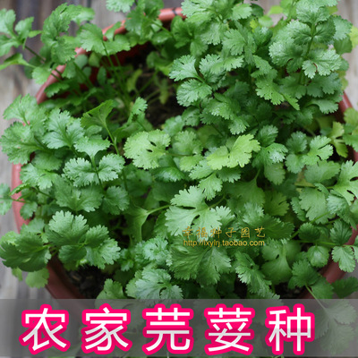 香味浓郁耐寒耐热农家香菜种子