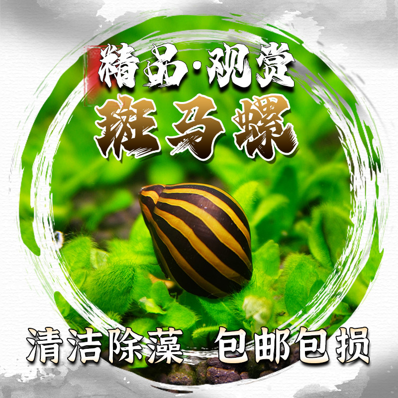 斑马螺鱼缸观赏螺宠物螺除藻蜗牛西瓜螺活体草缸清洁汽水螺虎纹螺