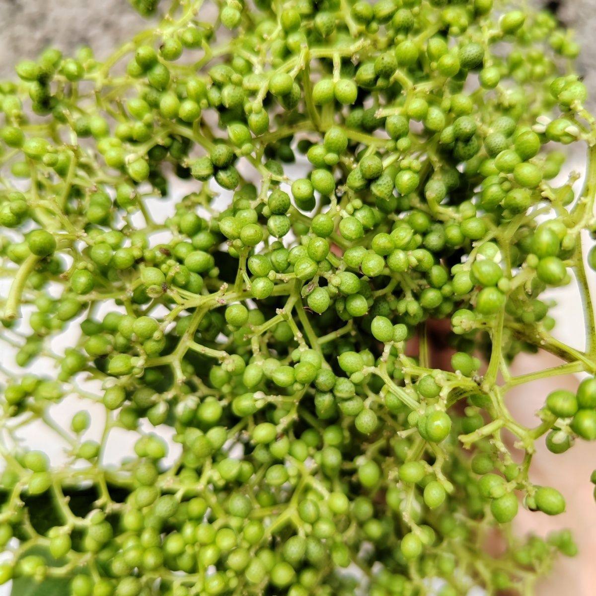 干品一斤野生椿叶花椒食茱萸青花椒浙江雪椒腌酸辣椒增香微微麻