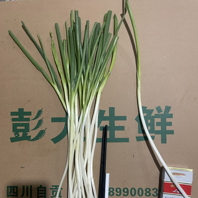批发自贡细葱黄 四川大葱筷子头大葱饭店火爆菜用葱烟葱 新鲜蔬菜