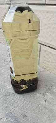 樟木精油泡吴茱萸，很受南方南广地区老年人喜爱