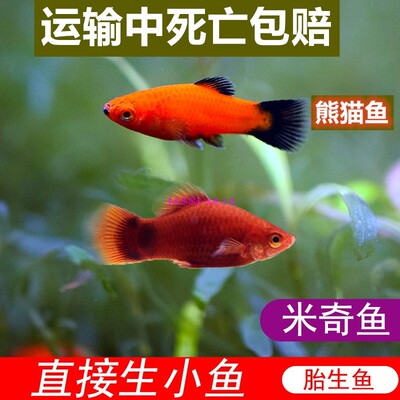 热带鱼观赏鱼胎生鱼米奇鱼淡水鱼