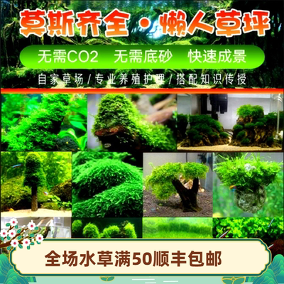 莫斯慕斯水草简单易活