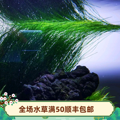 ADA版稀有飘逸后景类水草