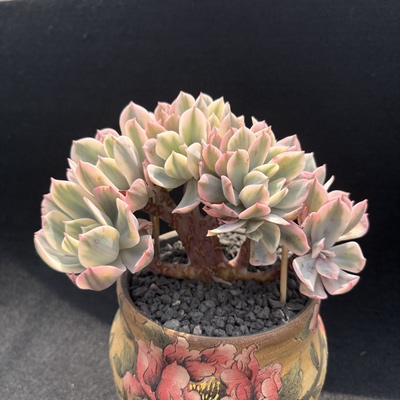 玉凤锦朵朵缀小树