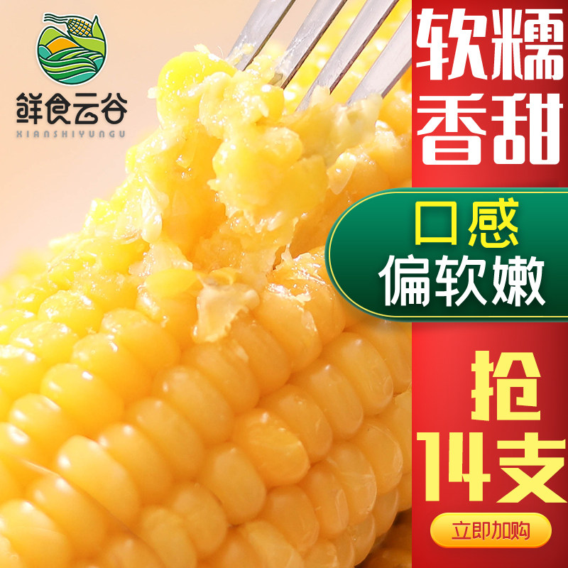【正宗黄糯】东北黄糯玉米棒新鲜玉米粘苞米粘玉米糯玉米东北玉米