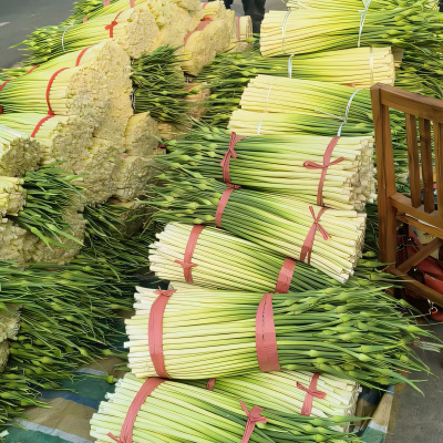 湖南新鲜洋蒜苔现摘现发农家自种蒜苔蒜毫蒜心蒜苗当季季蔬菜蒜心
