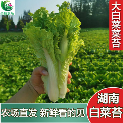 白菜苔新鲜湖南白菜心叶菜农家菜