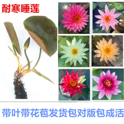 耐寒睡莲合集活体水生花卉盆栽莲花荷花庭院水池阳台池塘观赏美化