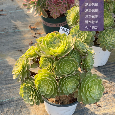 6433雨荷