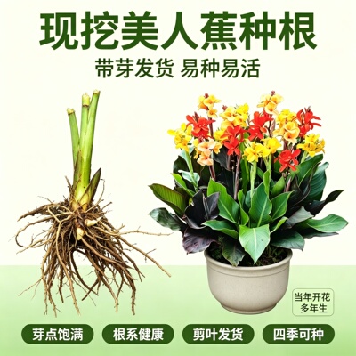 美人蕉带芽种根多年生易活庭院