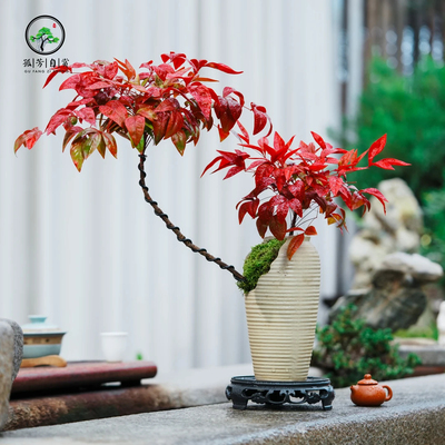 鸿运当头火焰南天竹盆景茶室室内高档植物年宵花红香庭院造景中式