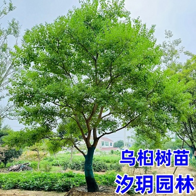 红叶乌桕树苗彩叶苗木丛生