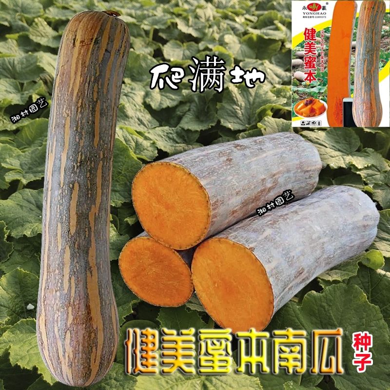 健美蜜本南瓜种子奶油南瓜种子高产甜糯板栗南瓜种籽四季蔬菜庭院