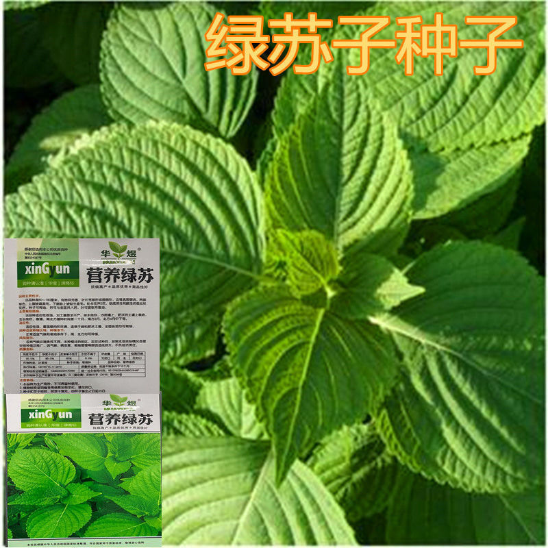 清香绿苏种子食用绿苏种子紫苏种子苏籽保健蔬菜种籽