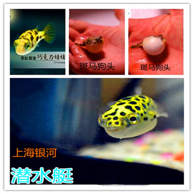 狗头鱼巧克力娃娃河豚鱼潜水艇鱼