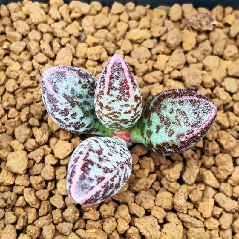多肉植物 正版 花衣 水泡 楞叶花衣 多肉水泡 叶插苗叶片新手入门