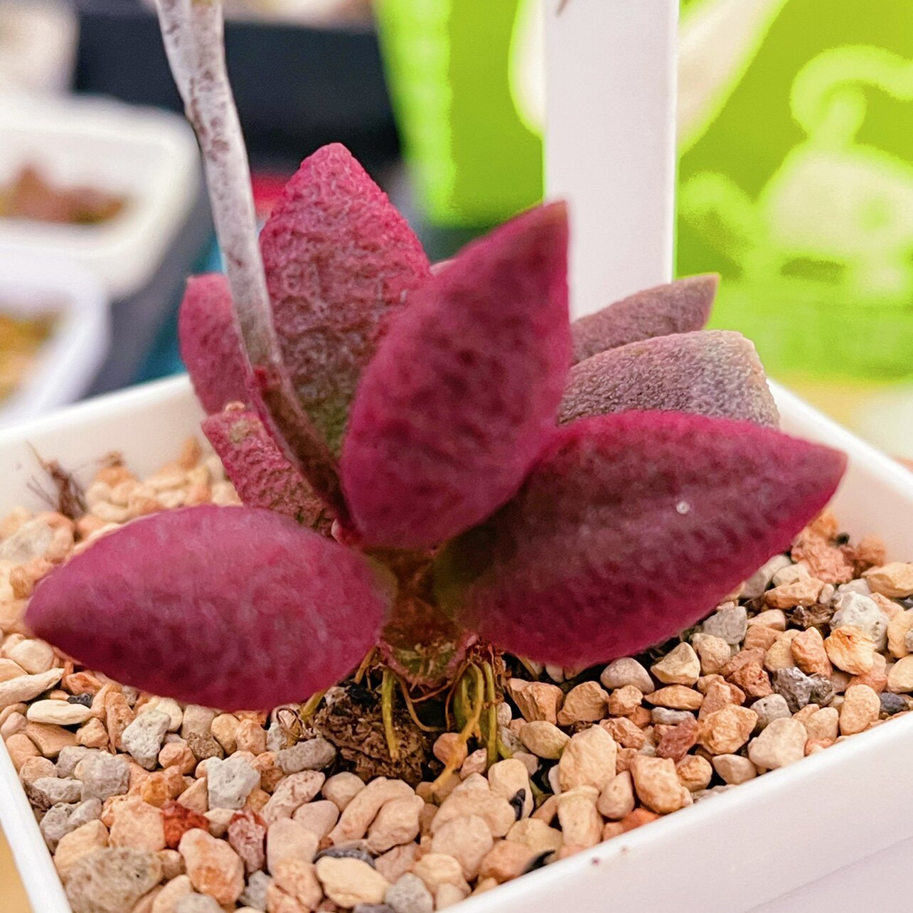 134号水泡 腹部系 多肉植物 叶片 叶插苗 稀有水泡 新品