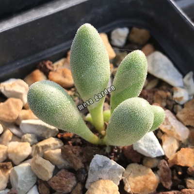 水泡多肉 进口水泡 天锦章 Adromischus cristatus spec PA815