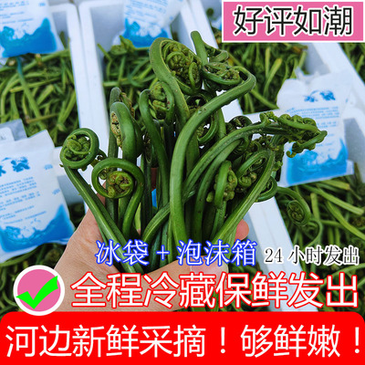 现摘新鲜水蕨菜蕨菜野菜龙爪菜拳头青蕨农家野菜河边嫩芽江西特产