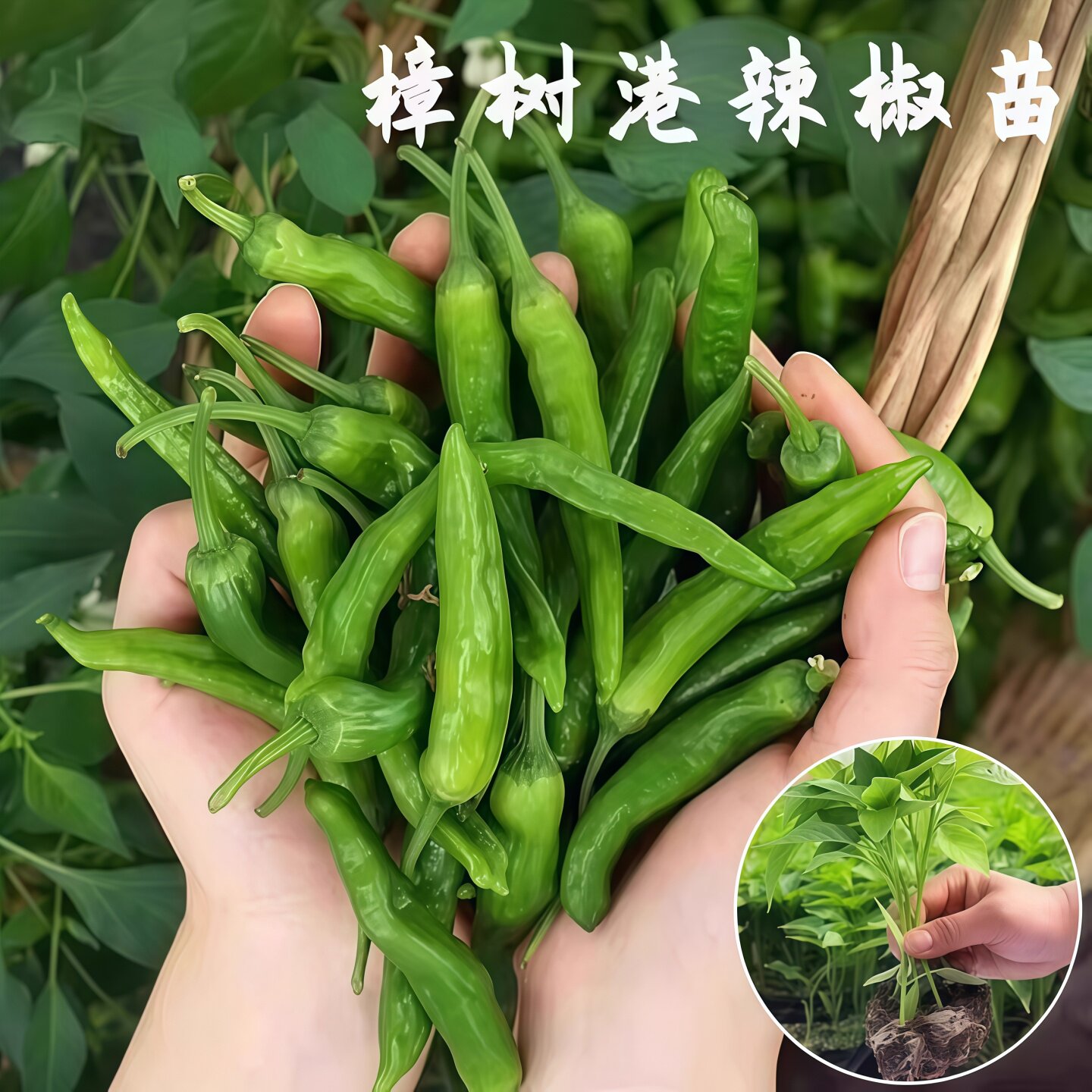 樟树港辣椒苗港辣椒苗秧带土球特产四季阳台盆栽薄皮辣椒种子庭院