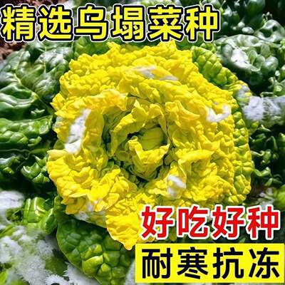 乌塌菜种苗秋播耐寒全日照盆栽