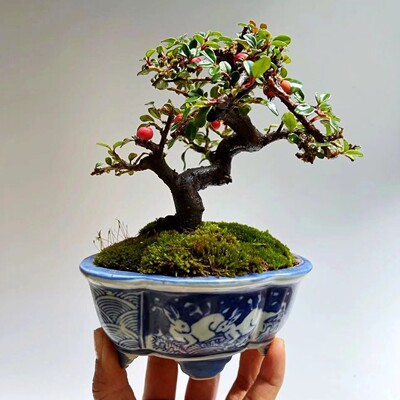 微型盆景白花珍珠荀子日本白紫檀