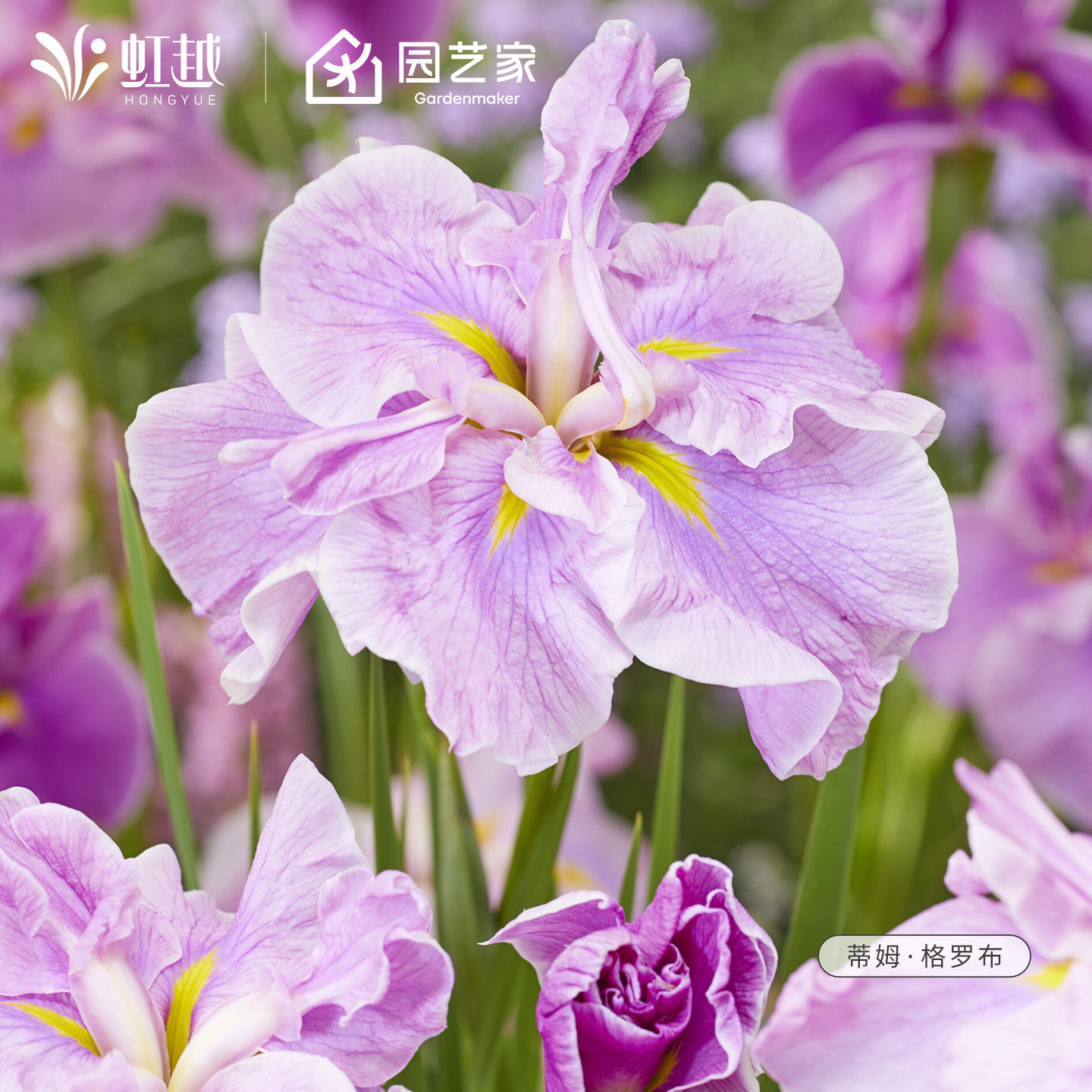 玉蝉花裸根苗大花菖蒲蒂姆格罗布花菖蒲黄鸢尾花耐寒耐热花苗种球