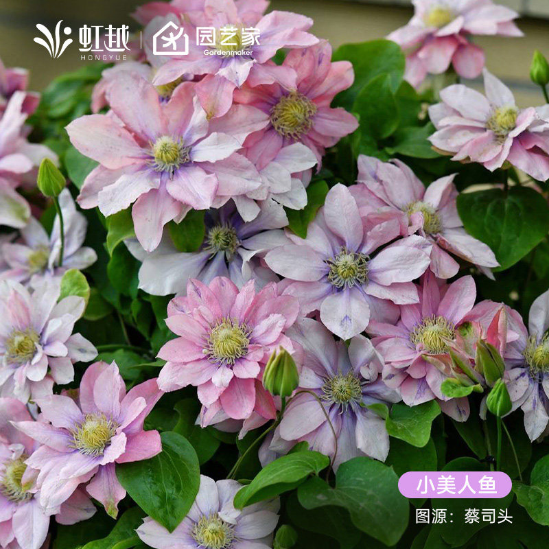 虹越早花铁线莲苗小鸭蓝光约瑟芬格恩西岛耐寒好养爬藤盆栽多季
