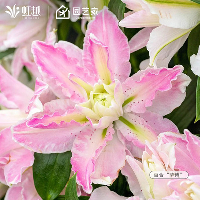 进口百合花种球虹越四季易养种球