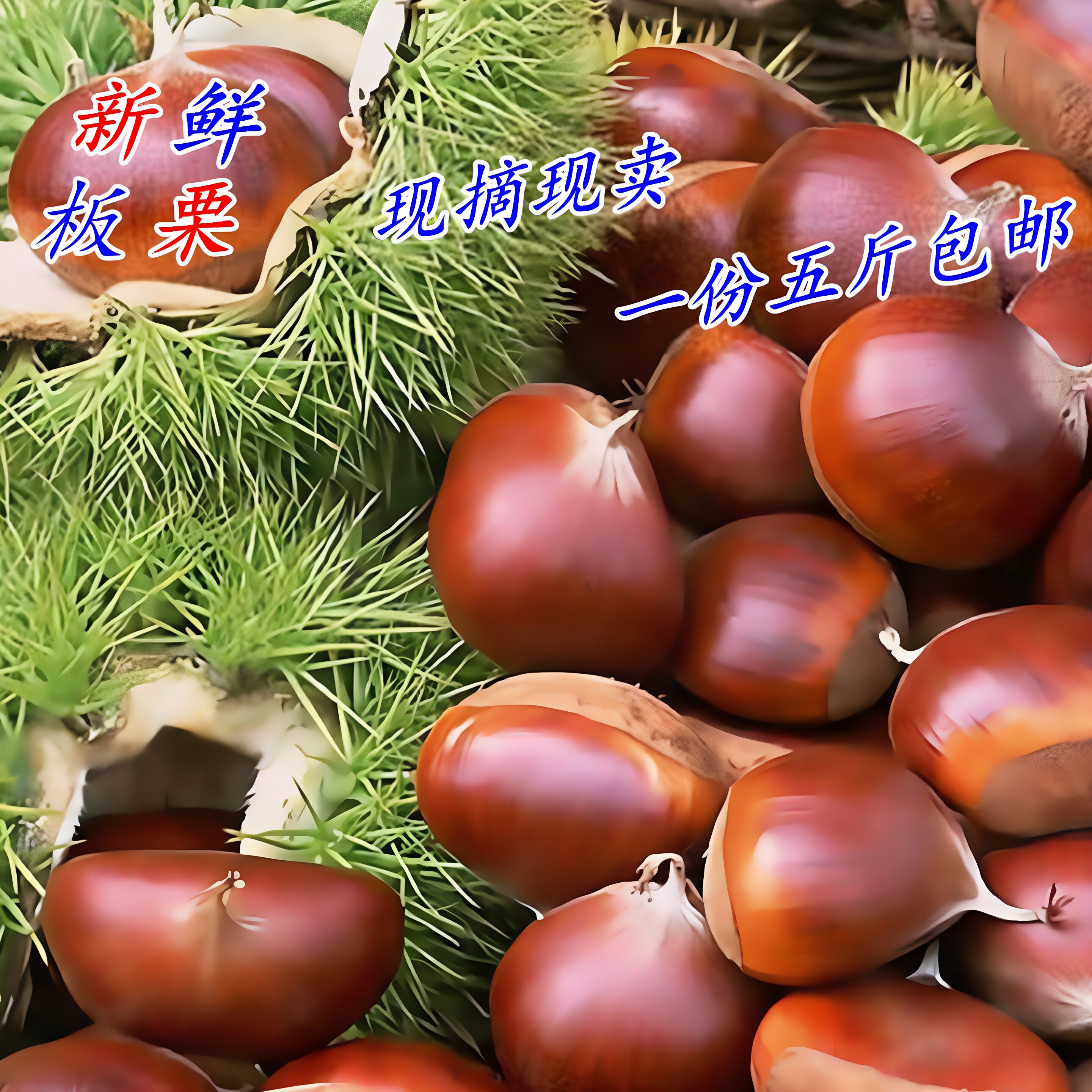罗田板栗生新鲜栗子生农家现摘现发油栗子毛栗子板栗球即食板栗仁