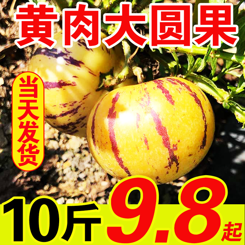 云南石林人参果10斤当季时令新鲜水果孕妇整箱黄肉人生身叁果大果