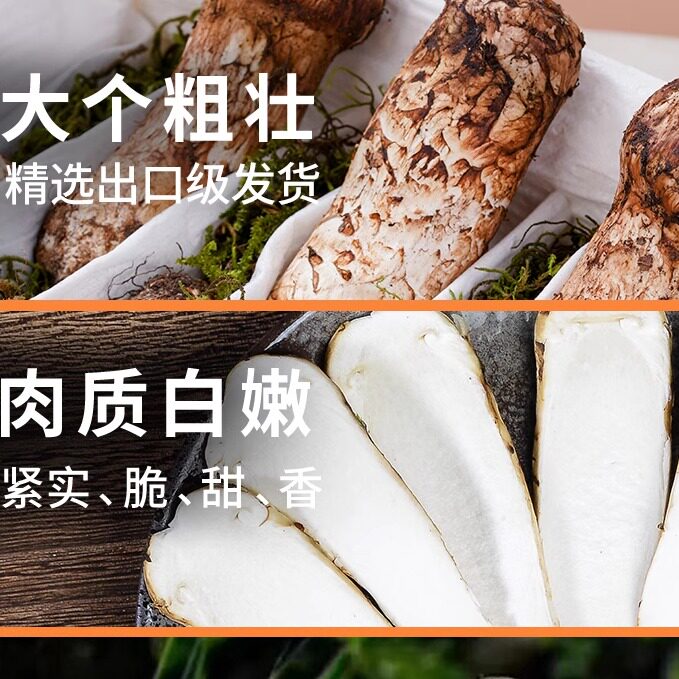 云南特产野生松茸新鲜松茸菌菇香格里拉松茸500g炖汤菌菇