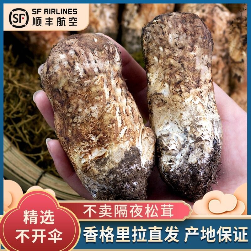 2026云南土特产野生新鲜松茸现货速发菌菇香格里拉野生菌顺丰包邮