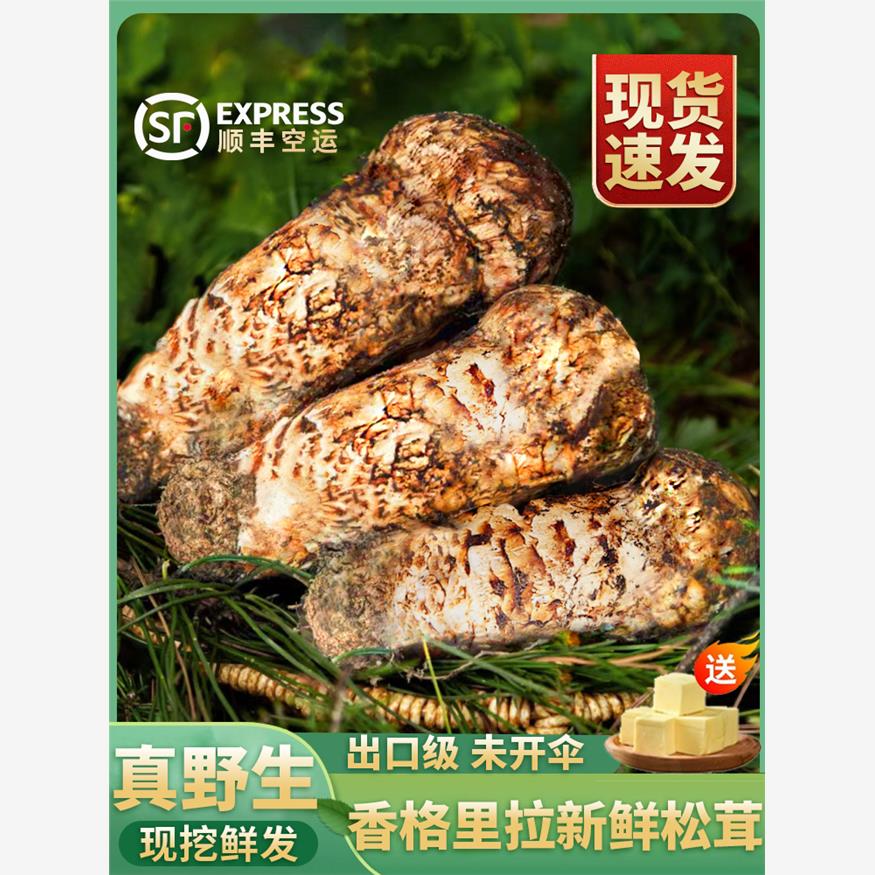 2024香格里拉新鲜松茸纯野生正宗食用菌菇云南特产出口级未开伞