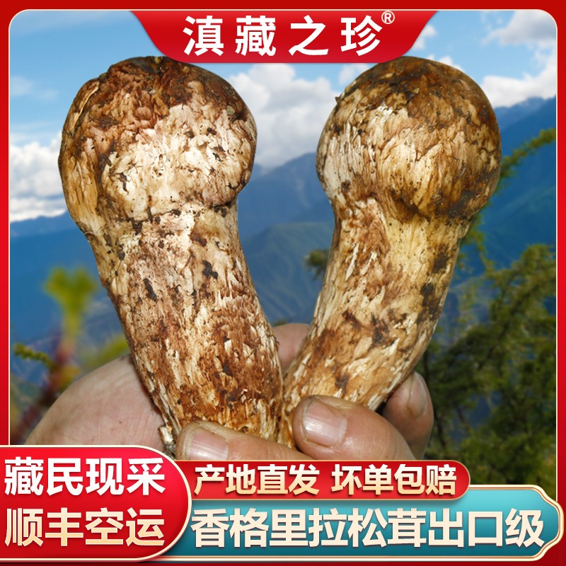 2026年松茸新鲜5-7-12CM云南特产野生菌菇香格里拉松茸500g出口级
