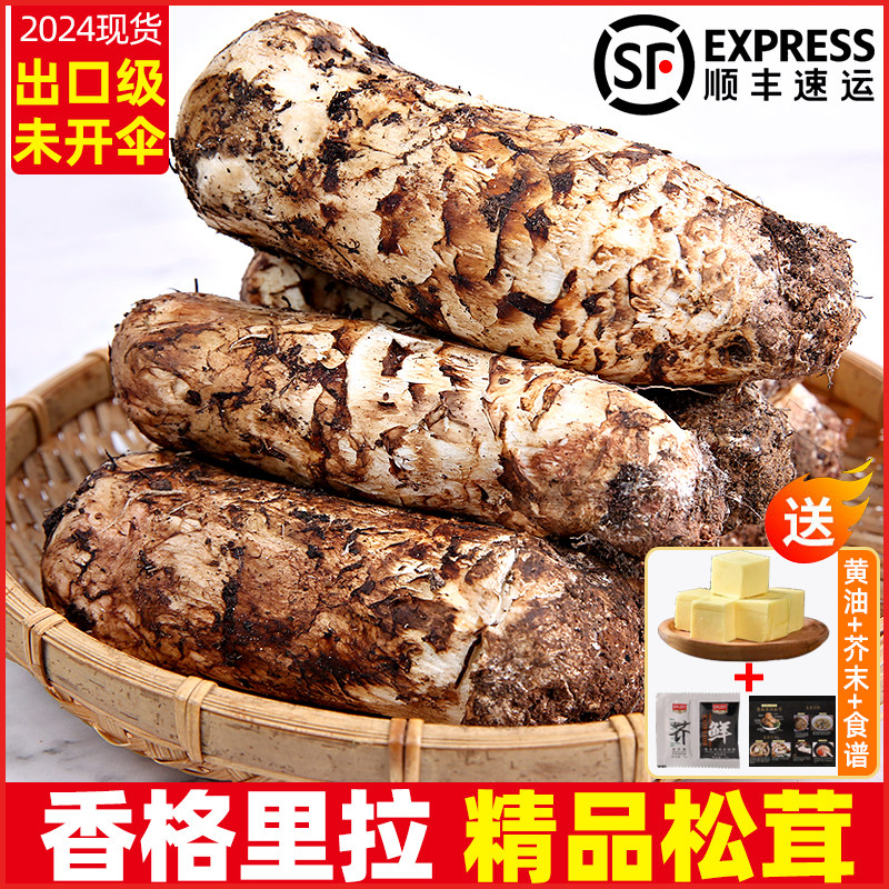 2026云南香格里拉松茸纯野生特级品质现货出口级不开伞新鲜菌菇