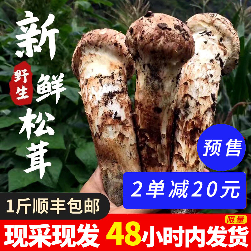新鲜松茸纯野生云南小金菌菇特产香格里拉出口特级松茸未开伞