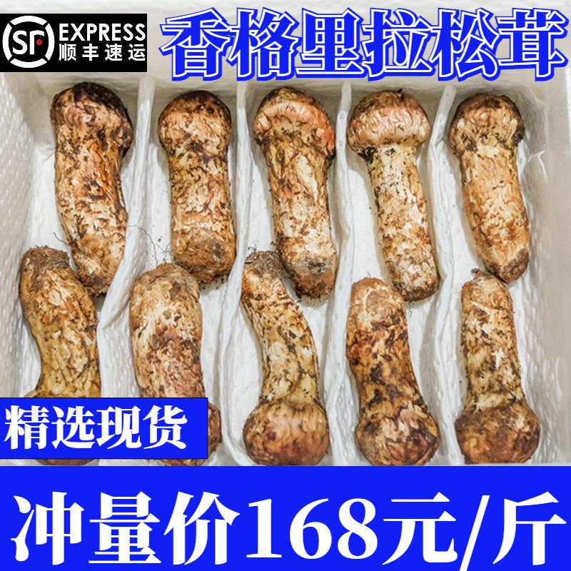 顺丰2026年云南香格里拉野生新鲜松茸菌菇未开伞500g野生菌鲜松耸