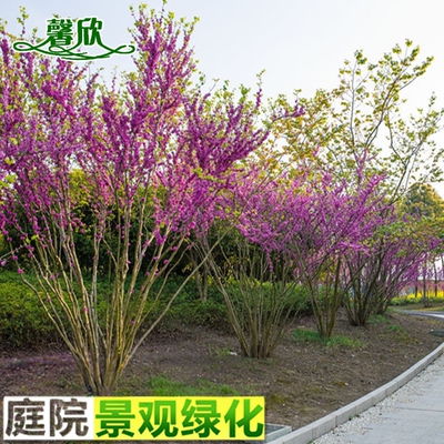 紫荆树苗庭院观赏绿化紫荆花丛生
