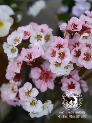 高山岩白菜粉色渐变粉色渐变