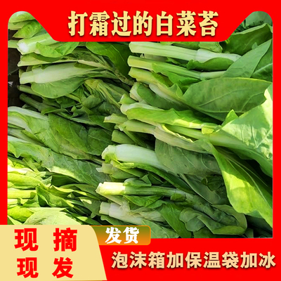 正宗南县打霜过的白菜苔清甜矮脚菜苔农家现摘现发当季蔬菜白菜心