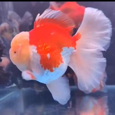 直播链接金鱼淡水百褶泰狮元宝狮鎏金活体包邮好养渔场养殖发货