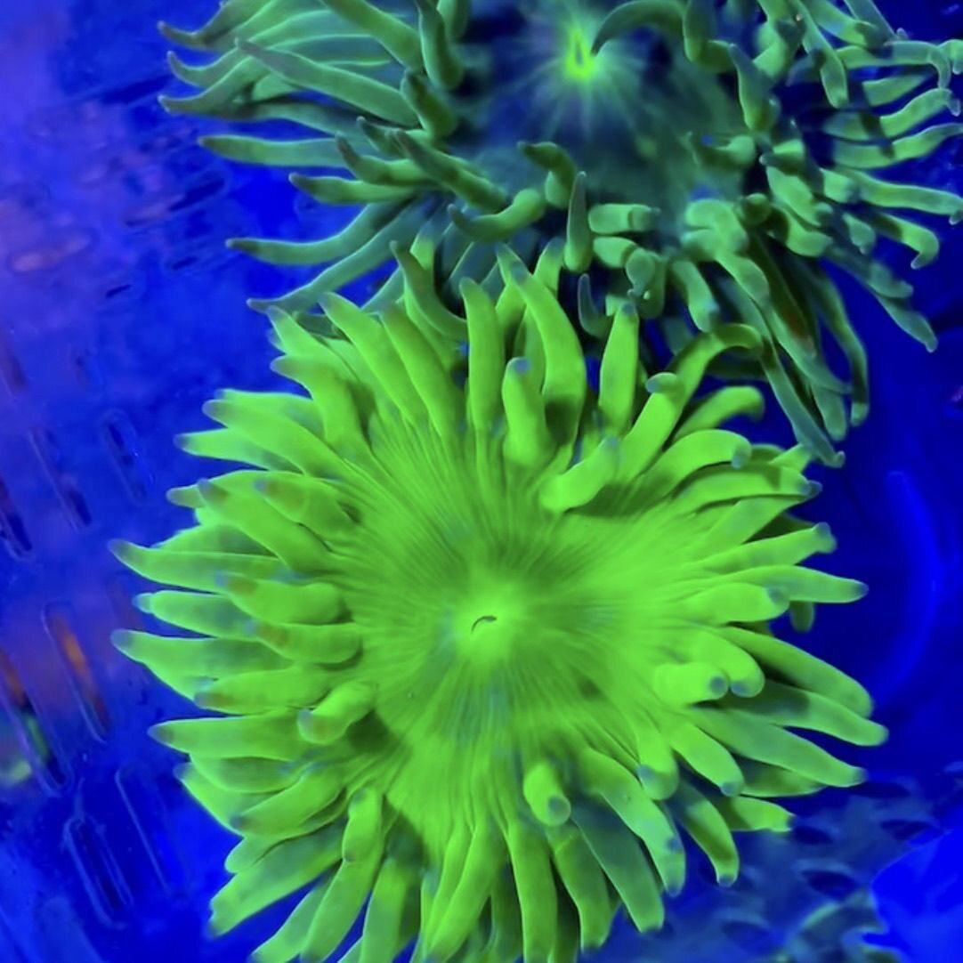 包邮荧光绿肚长须海葵海缸生物软体珊瑚荧光造景新手小丑鱼绿石葵