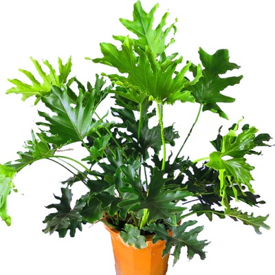 春羽春雨绿植盆栽龟背竹室内办公室客厅观叶植物多省包邮