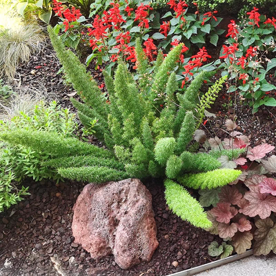 狐尾天门冬盆栽大苗狐尾草庭院花园阳台四季常青绿植九尾狐耐寒花