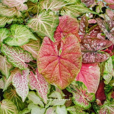 【植愈】热植盲盒组合