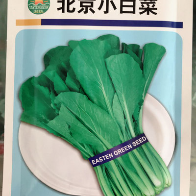 小白菜早熟品种耐病高产