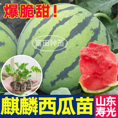 冰糖麒麟西瓜秧苗带土球脆甜麒麟甜王特大懒汉西瓜种子籽盆栽春秋