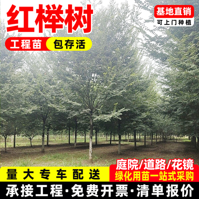 红榉树苗血榉树别墅庭院行道大型丛生绿化苗木风景树小叶榉树苗
